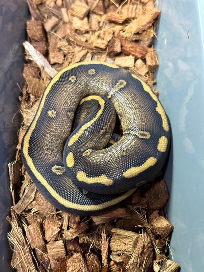 Super Wookie Het Puzzle 66 Het Hypo Ball Python by Ball Python Shed