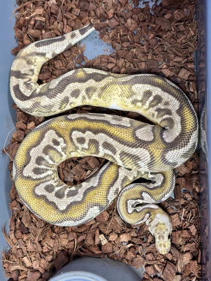 Spotnose OD Cinnamon YB Fire Clown 🤡 💪🏻 Breeder MALE Ball Python by Ball Python Shed