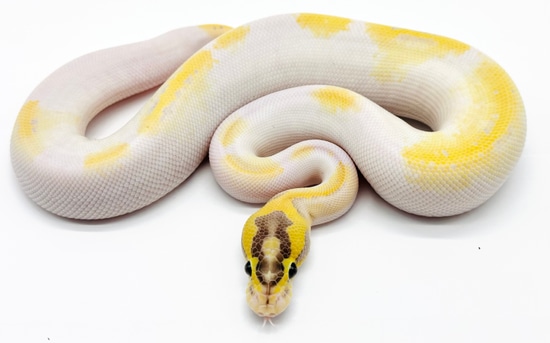 Pastel Enchi Ivory Pied Ball Python by Ball Python Shed