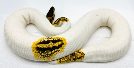 Asphalt Or YB Pied Ball Python by Ball Python Shed
