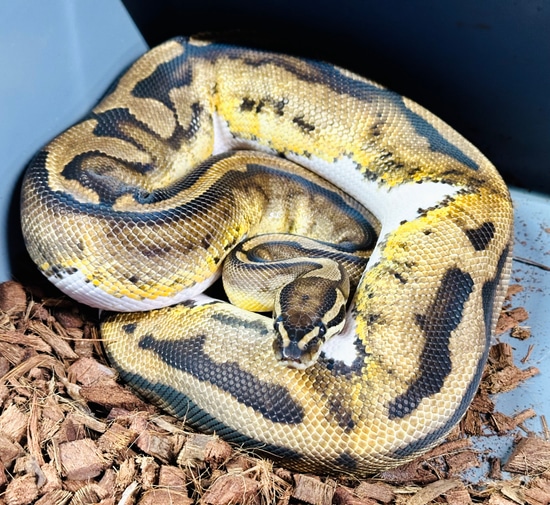 YB Pied “Ready To Bred” Ball Python by Ball Python Shed