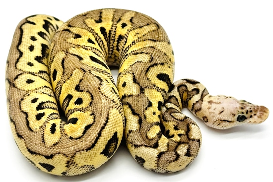 Pastel Spotnose Poss Asphalt Clown Ball Python by Ball Python Shed