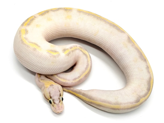 Pastel Ivory 💯 Het Pied Ball Python by Ball Python Shed