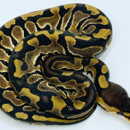 Ball Python Shed - MorphMarket