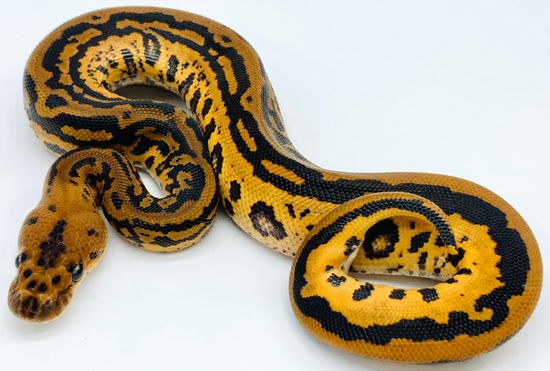Redhead YB Clown 🤡 Leo Lace Ball Python by Ball Python Shed