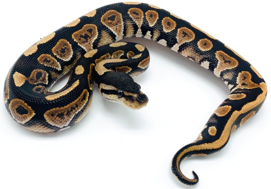 Cinnamon DH Ultramel Puzzle 🧩 Ball Python by Ball Python Shed