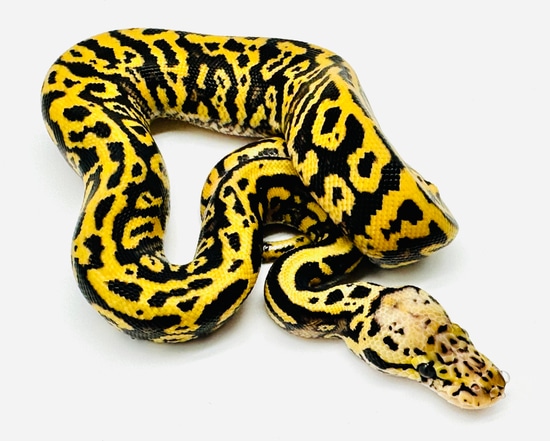 Acid Spotnose YB Pastel 💯 Het Clown Ball Python by Ball Python Shed