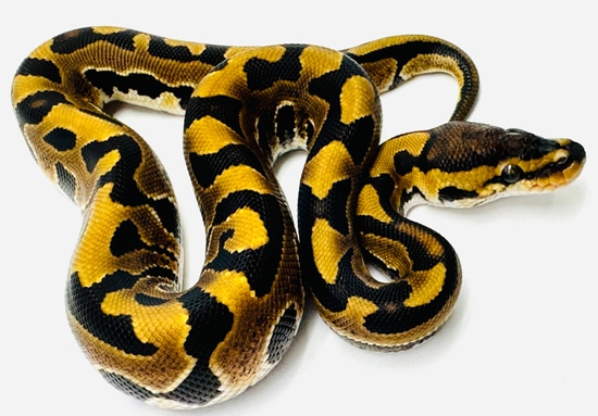 Puzzle 🧩 💯 Het Ultramel #3 Ball Python by Ball Python Shed