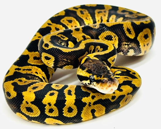 Acid Pastel 💯 Het Clown Ball Python by Ball Python Shed