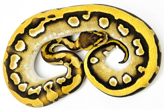 Mojave Redstripe Puzzle 🧩 Ball Python by Ball Python Shed