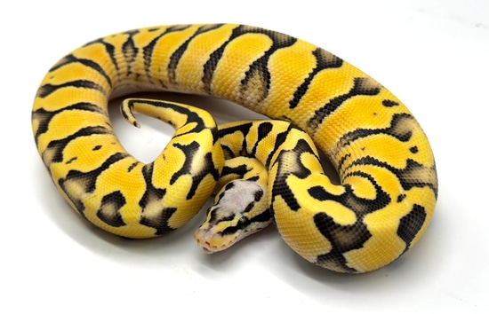 Pastel Chocolate Fire OD DG 💯 Het Puzzle Ball Python by Ball Python Shed