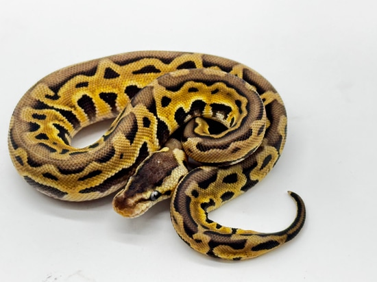 Pastel Mojave Puzzle Poss Chocolate 100 Het DG Ball Python by Ball ...