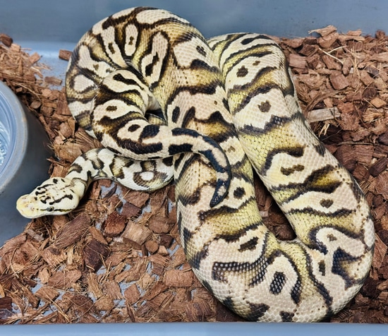 Redstripe Pastel YB Crypton 💯 Het DG 🔥 PROVEN Genetics Ball Python by Ball Python Shed