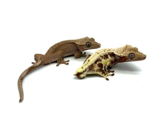 🔥BREEDING PAIR🔥. Red Tri Color Lilywhite / Red Crested Gecko by Ball ...