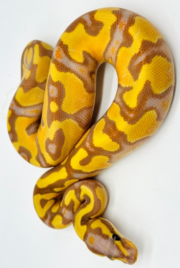 Banana 🍌 Enchi OD Pastel YB Ball Python by Ball Python Shed