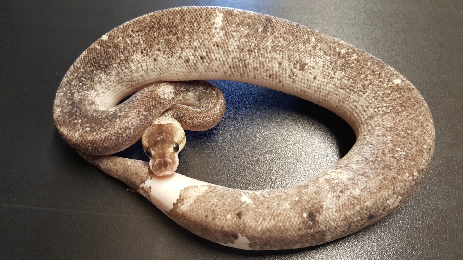 Cinnamon Oreo Blizzard Ringer Ball Python by Ballroom Pythons South ...