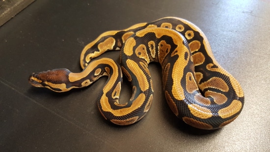 Normal Ball Python by Ballroom Pythons South