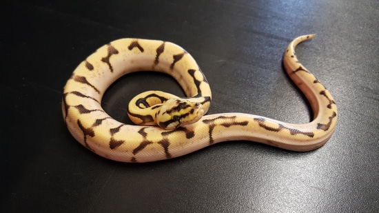 Enchi Fire Bumble Bee Ball Python by Ballroom Pythons South