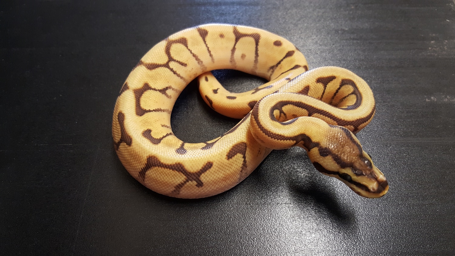 Mojave Fire Bumble Bee Ball Python by Ballroom Pythons South - MorphMarket