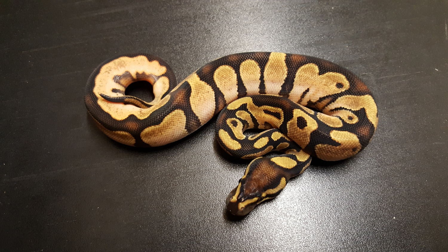 Calico Ball Python by Ballroom Pythons South - MorphMarket