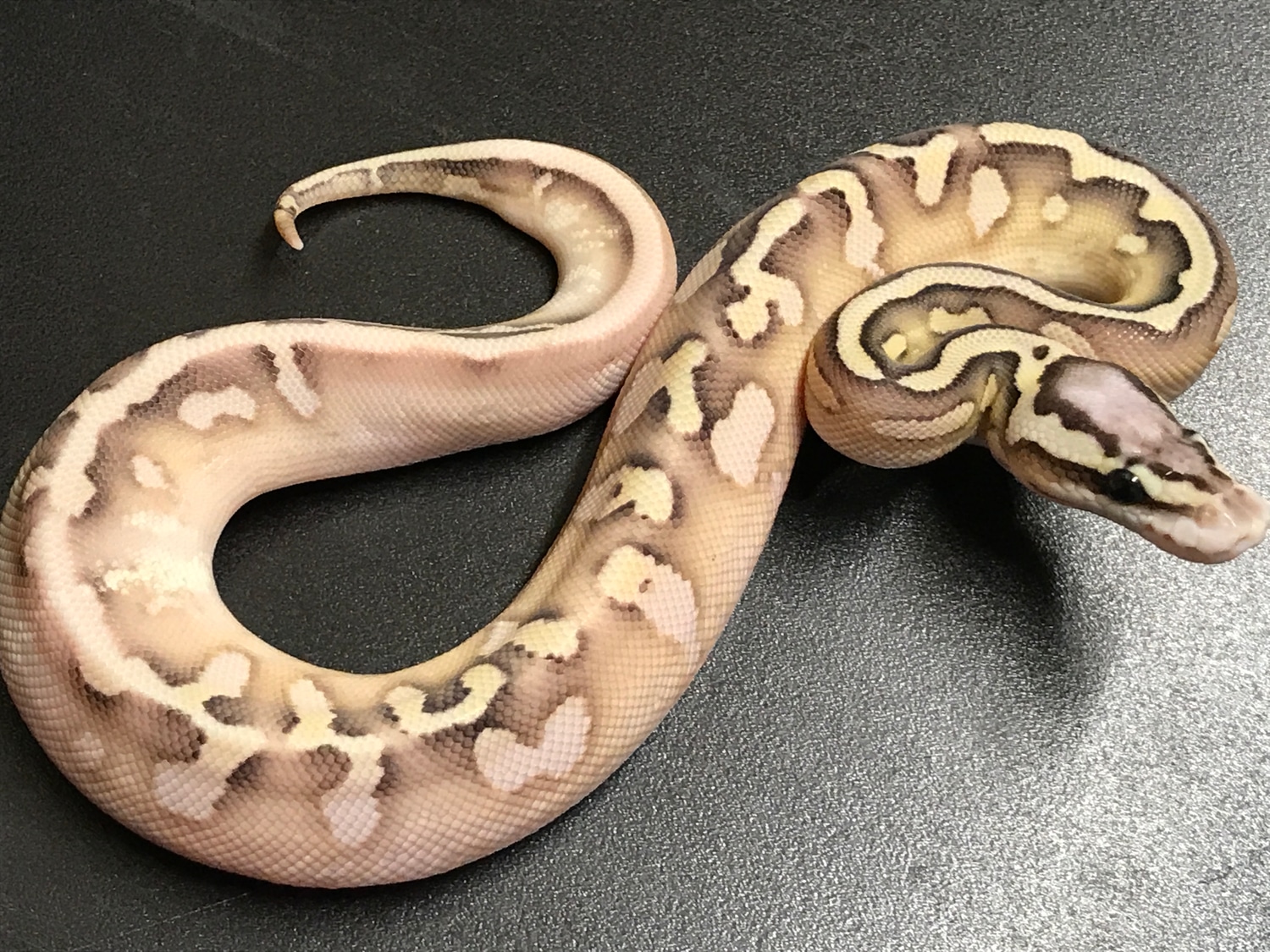 Harlequin Superpastel Calico Lesser Ball Python by Ballroom Pythons ...
