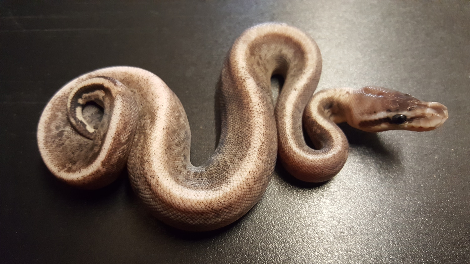 Black Oreo Blizzard Probable Pinstripe Ball Python by Ballroom Pythons ...