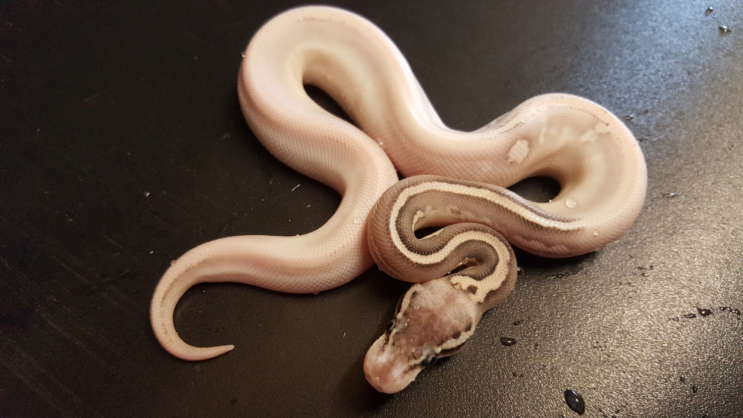 2017 Super Pastel Black Lesser Calico Yellowbely Paradox Male Ball ...