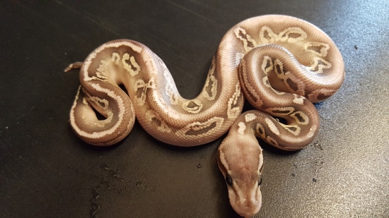Black Pewter Lesser Ball Python by Ballroom Pythons South