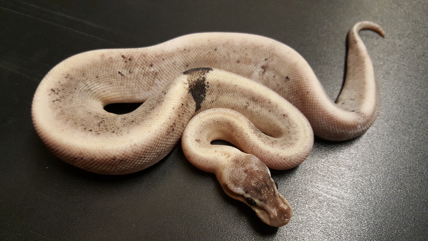 Black Oreo Blizzard Paradox Ball Python by Ballroom Pythons South ...