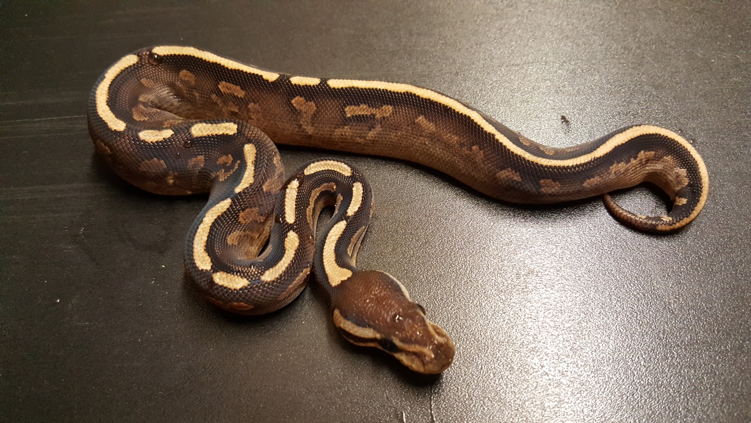 Cinnamon Super Specter Ball Python by Ballroom Pythons South - MorphMarket