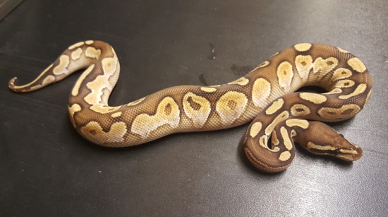 Lesser Cinnamon Ball Python by Ballroom Pythons South