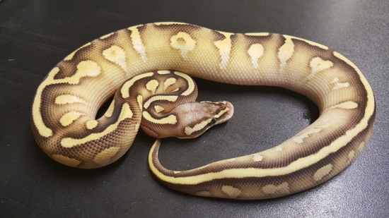 Black Pewter Lesser Ball Python by Ballroom Pythons South