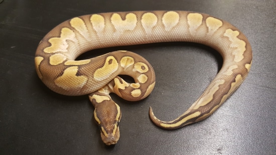 Lesser Calico Cinnamon Ball Python by Ballroom Pythons South
