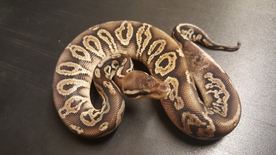 Pewter( Black ) Paradox Ball Python by Ballroom Pythons South