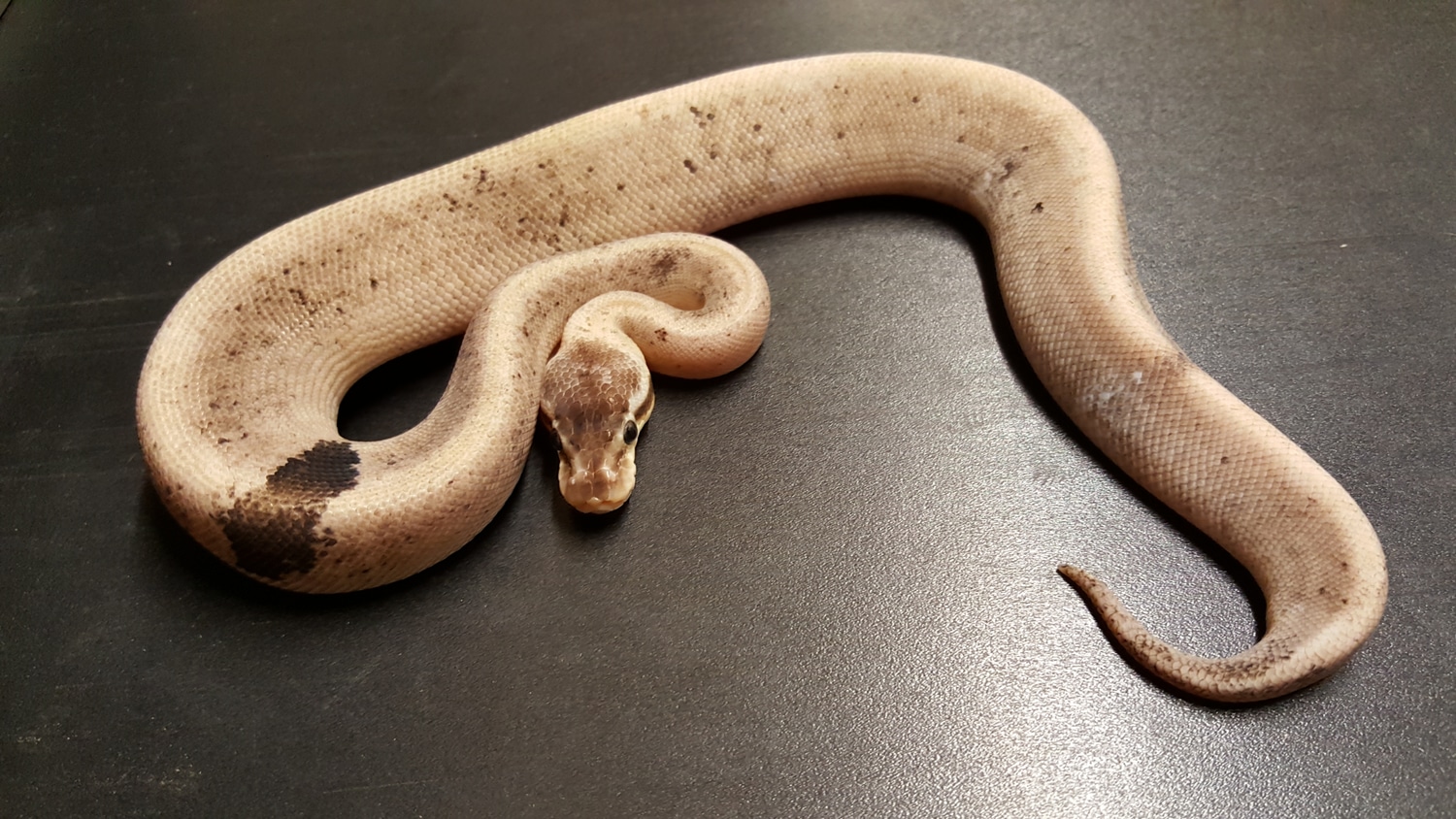 Black Oreo Blizzard Paradox Ball Python by Ballroom Pythons South ...