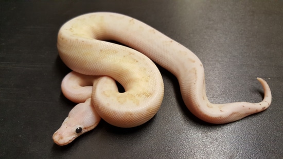 Bumble Bee Super Specter Or Super Spark X Specter Ball Python by ...