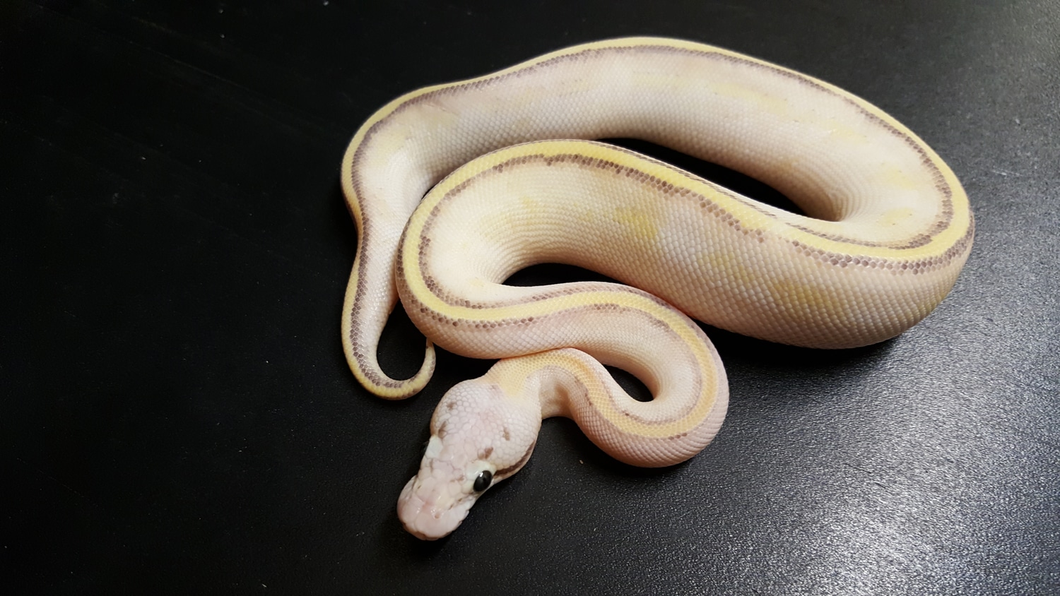 Super Pastel Puma Ball Python by Ballroom Pythons South - MorphMarket