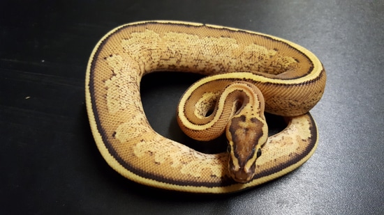 Super Stripe Or Super Spark X Specter Ball Python by Ballroom Pythons South