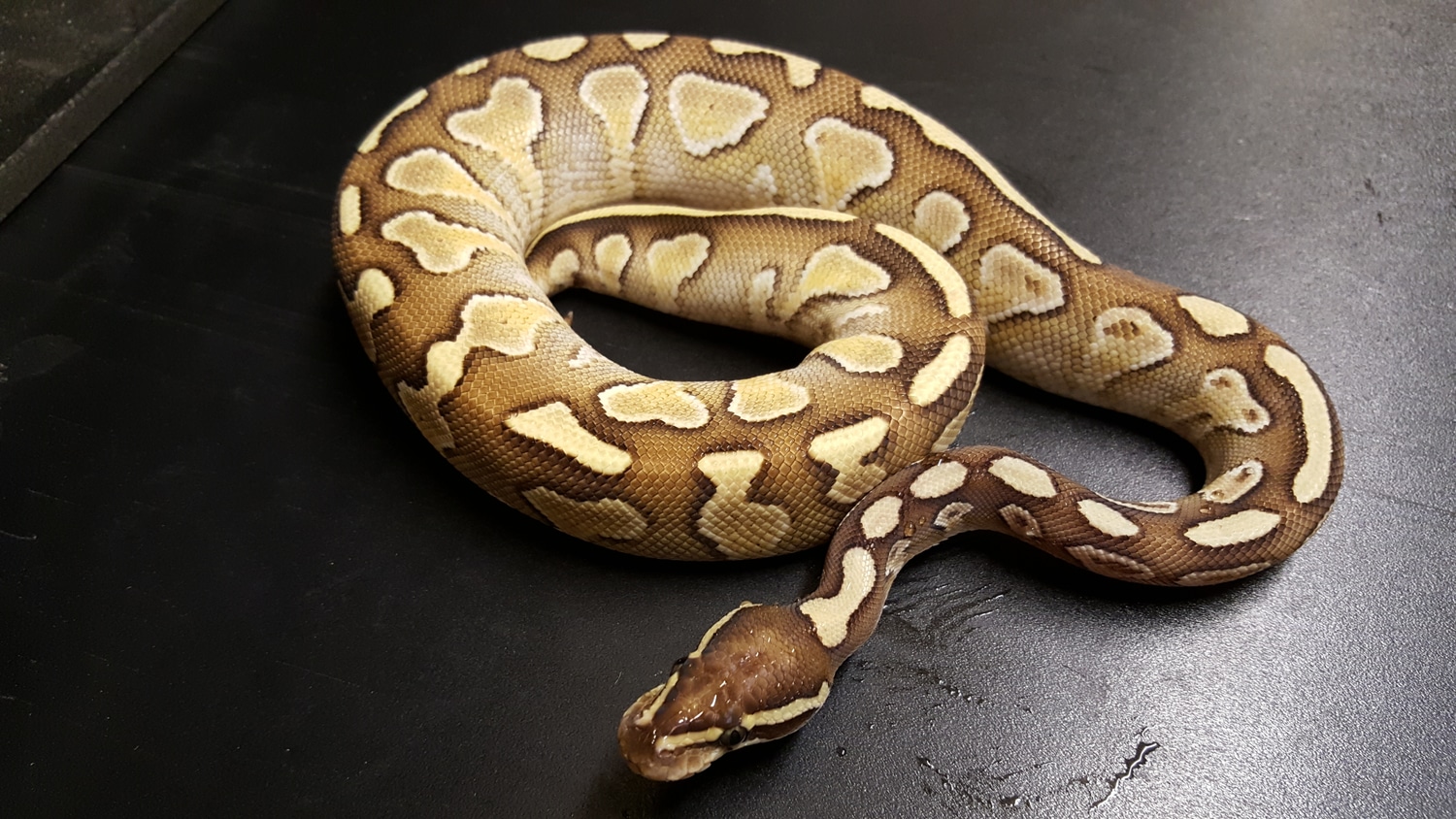 Lesser Spark Ball Python by Ballroom Pythons South - MorphMarket
