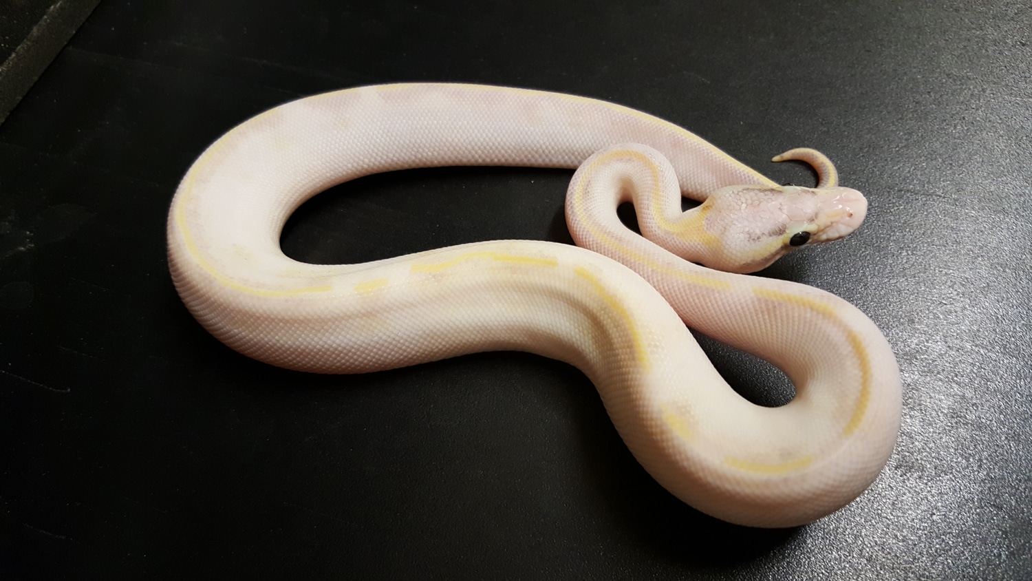 Ivory Pastel Or Super Pastel Ball Python by Ballroom Pythons South - MorphMarket