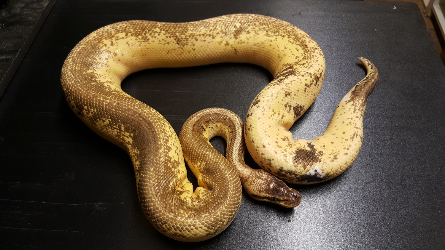 Window Super Pastel Calico Fire Pin Ball Python by Ballroom Pythons ...