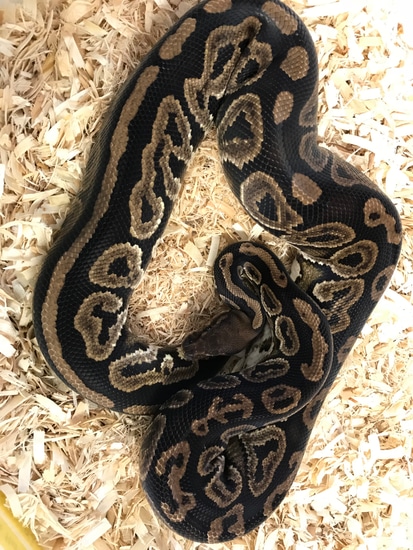 Dinker Cinnamon Type Ball Python by Ballroom Pythons South