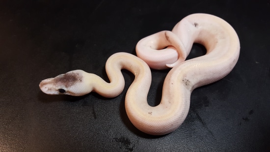 Pewter Or Sterling Champagne Spotted Poss Yellowbelly/ Calico Ball ...