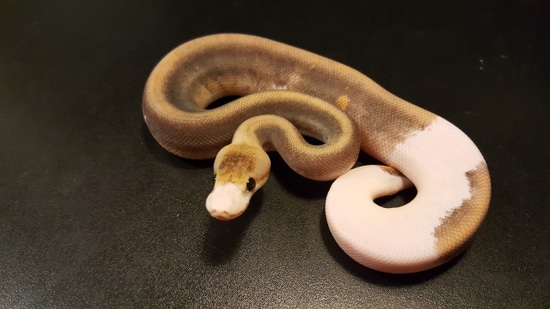 Spotted Cinnamon Champagne Probable Yellowbelly Het Clown Ball Python ...