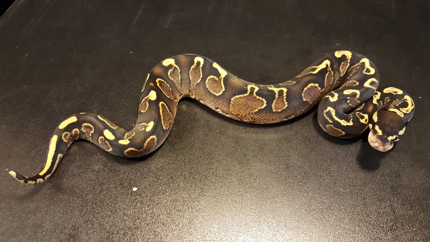 GHI Yellowbelly Ball Python by Ballroom Pythons South - MorphMarket