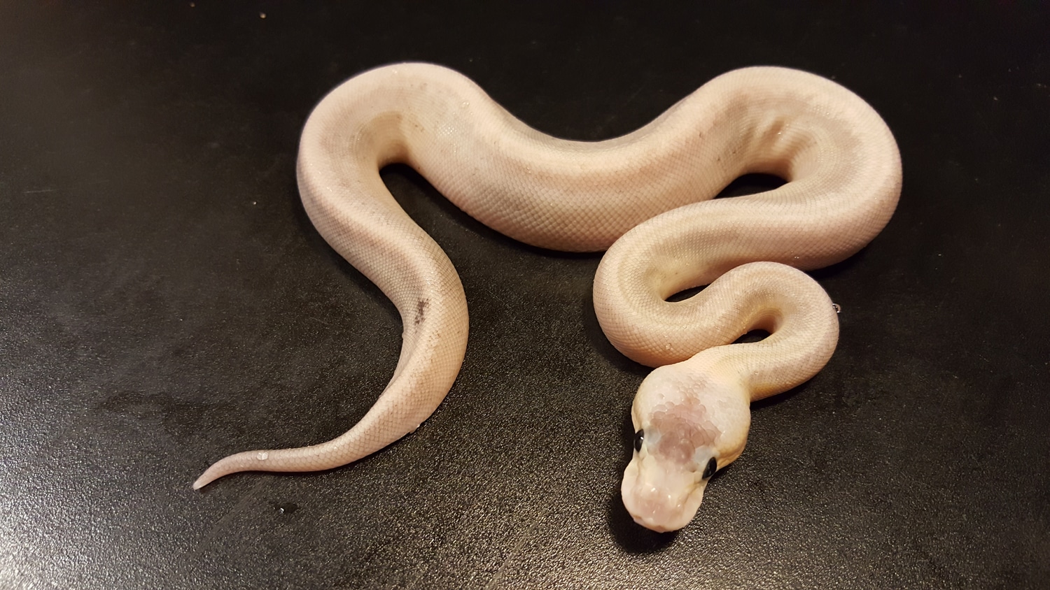 Super Pewter Or Sterling Genetic Stripe Ball Python by Ballroom Pythons ...