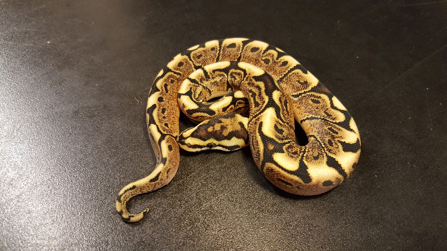 Mystic Spider GHI Poss Yellowbelly Ball Python by Ballroom Pythons ...