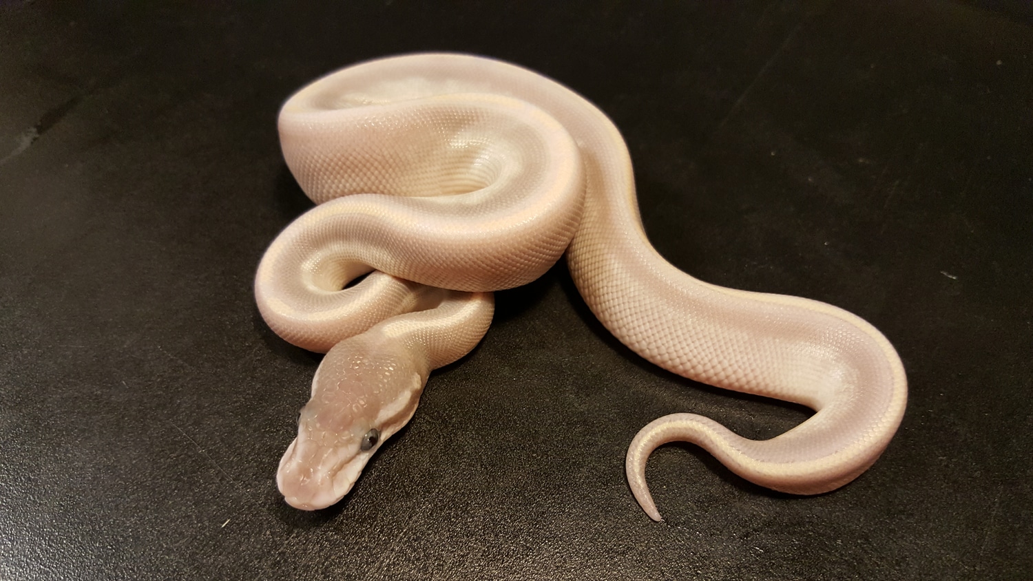 Mojave Crystal Ball Python by Ballroom Pythons South - MorphMarket