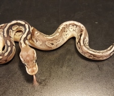 Pewter Het Clown Ball Python by Ballroom Pythons South - MorphMarket