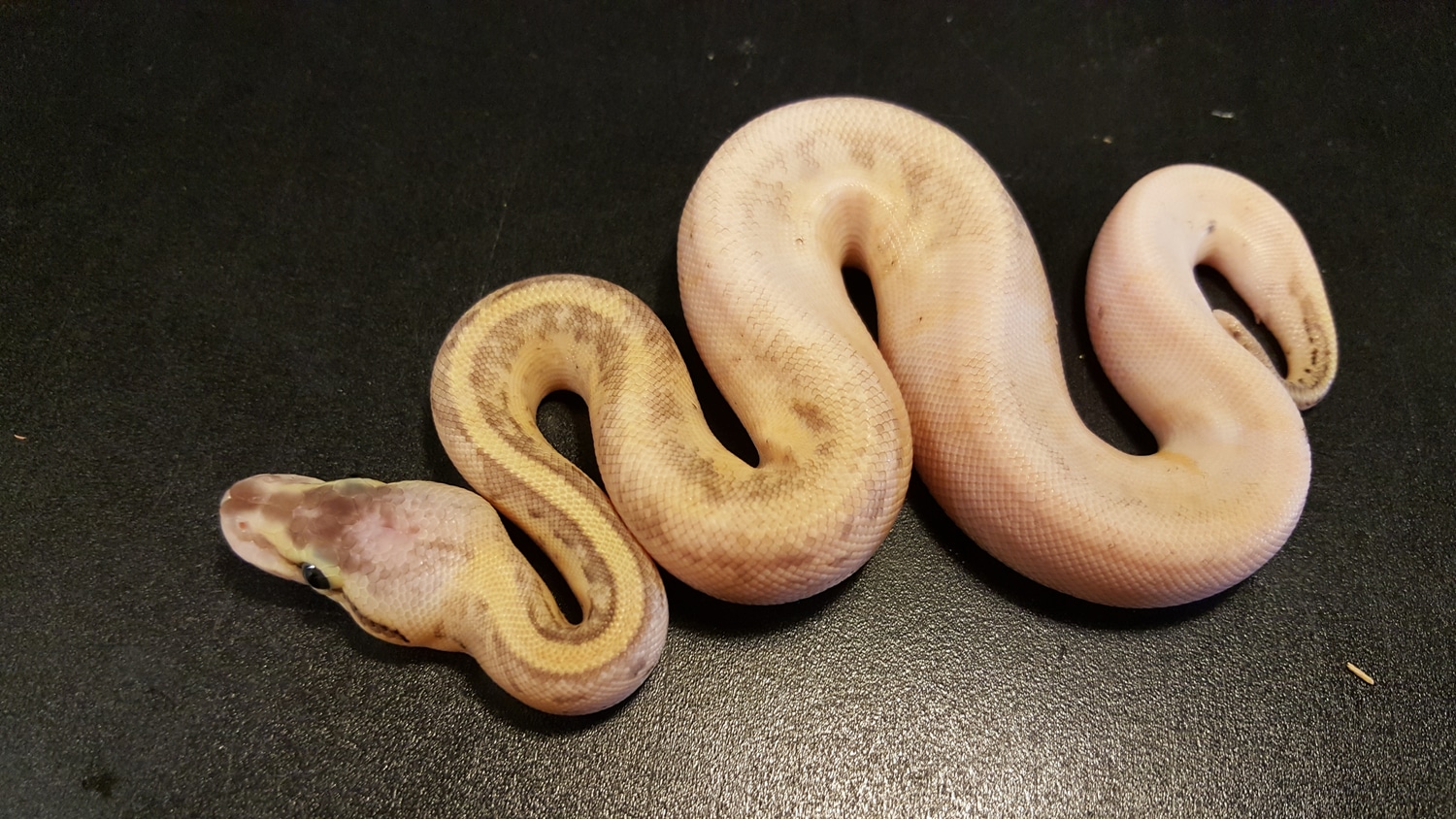 Super Pastel Fire Pin Calico Window Specter Or Yellowbelly Ball Python ...